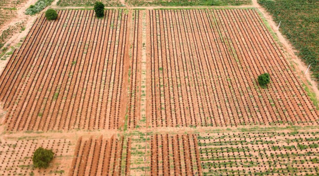 Thailand Tree Nursery : Ornamental landscaping tree designs