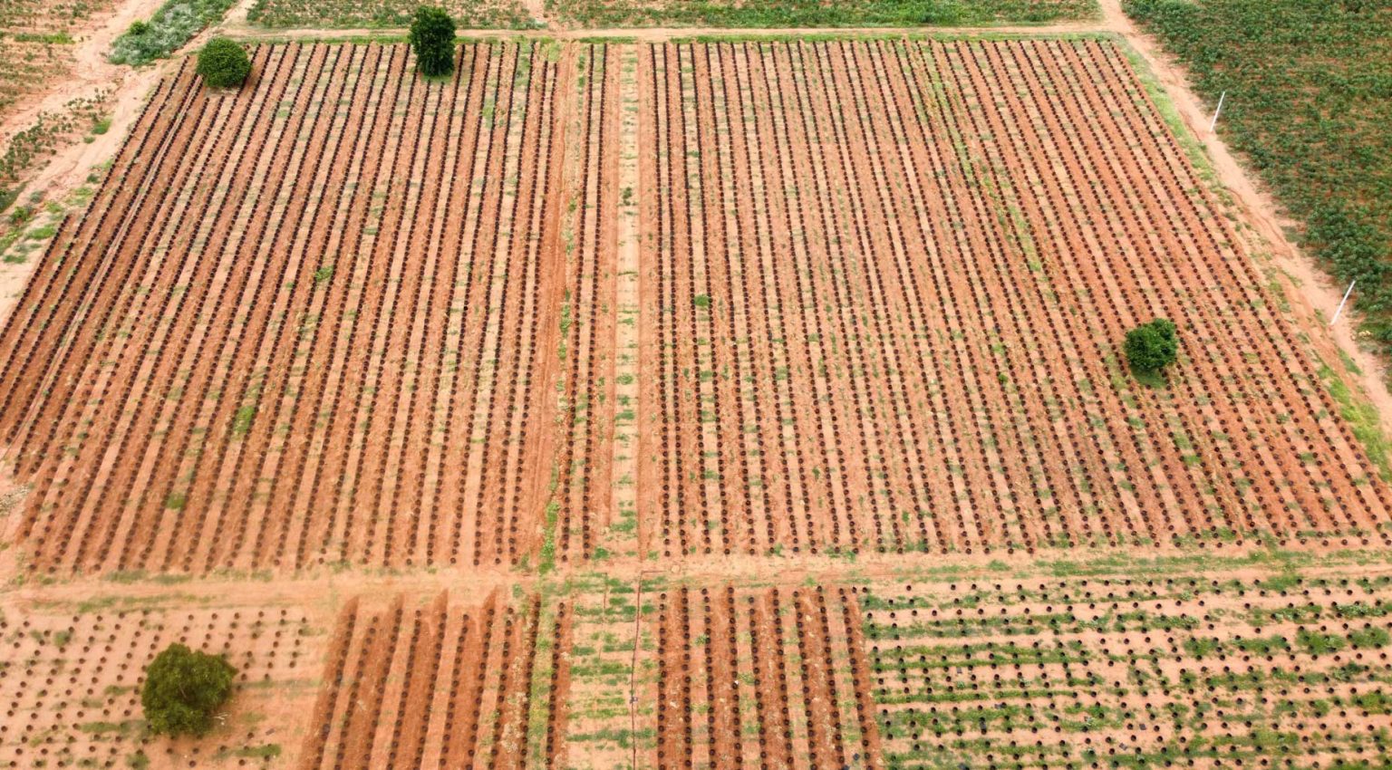 Thailand Tree Nursery : Ornamental landscaping tree designs