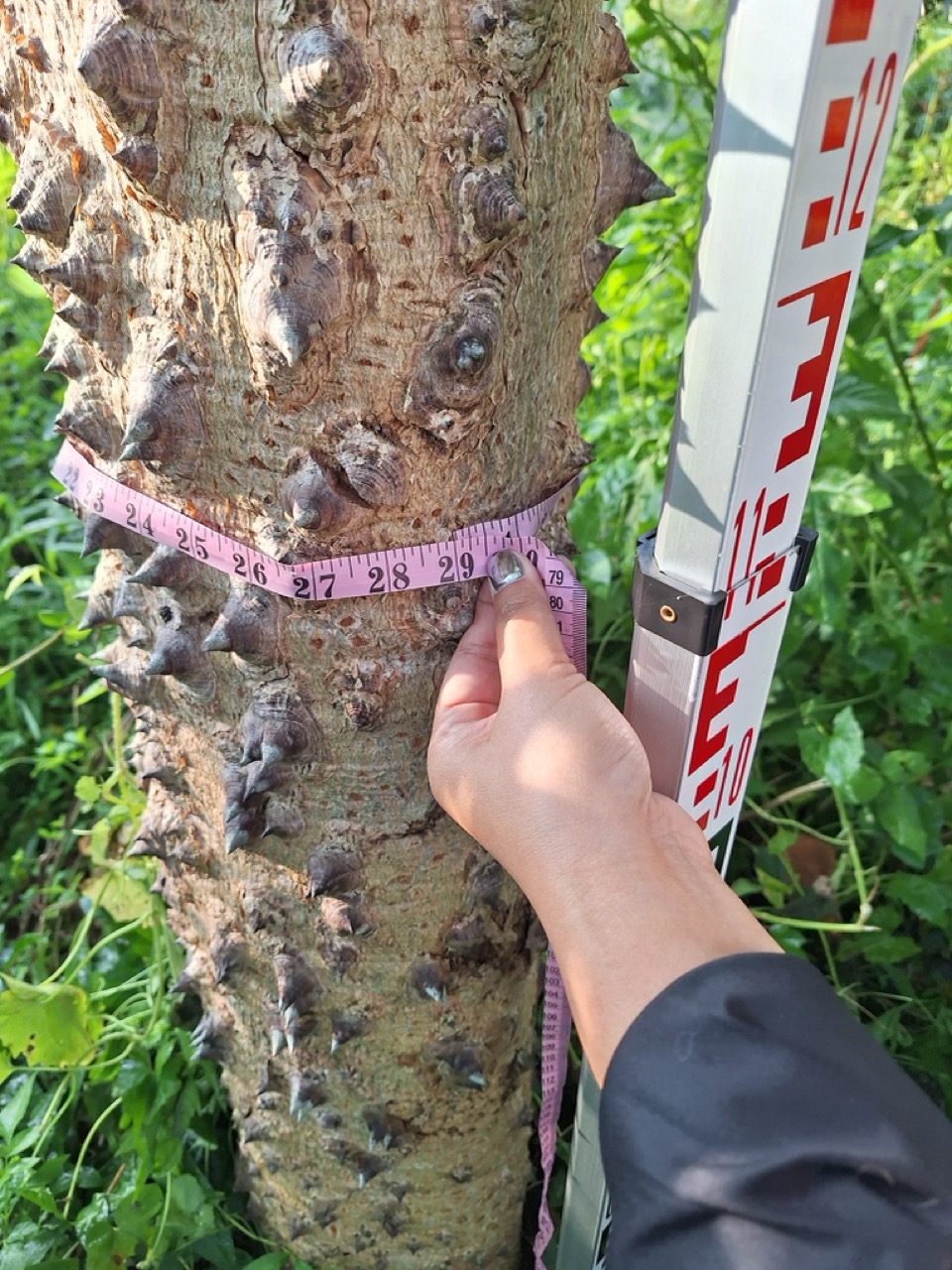 Bombax ceiba - Thailand Tree Nursery