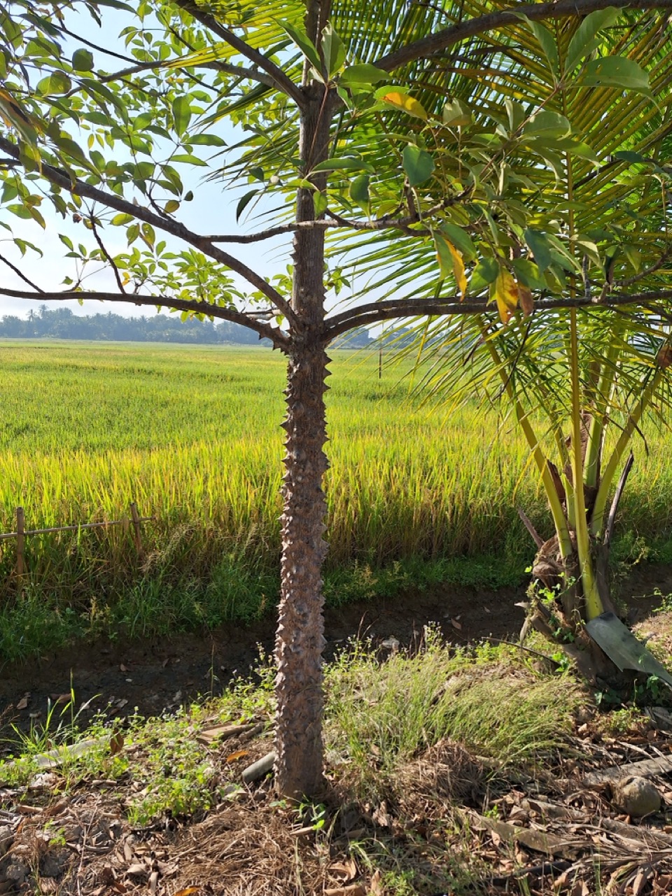 Bombax ceiba - Thailand Tree Nursery