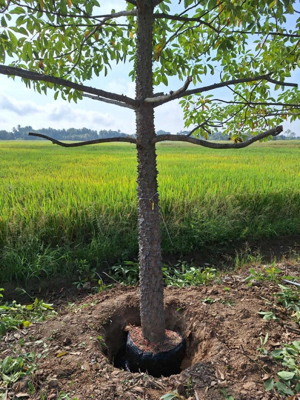 Bombax ceiba - Thailand Tree Nursery