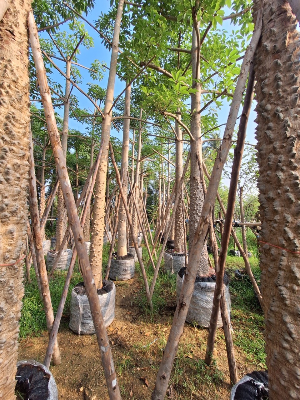 Bombax ceiba - Thailand Tree Nursery