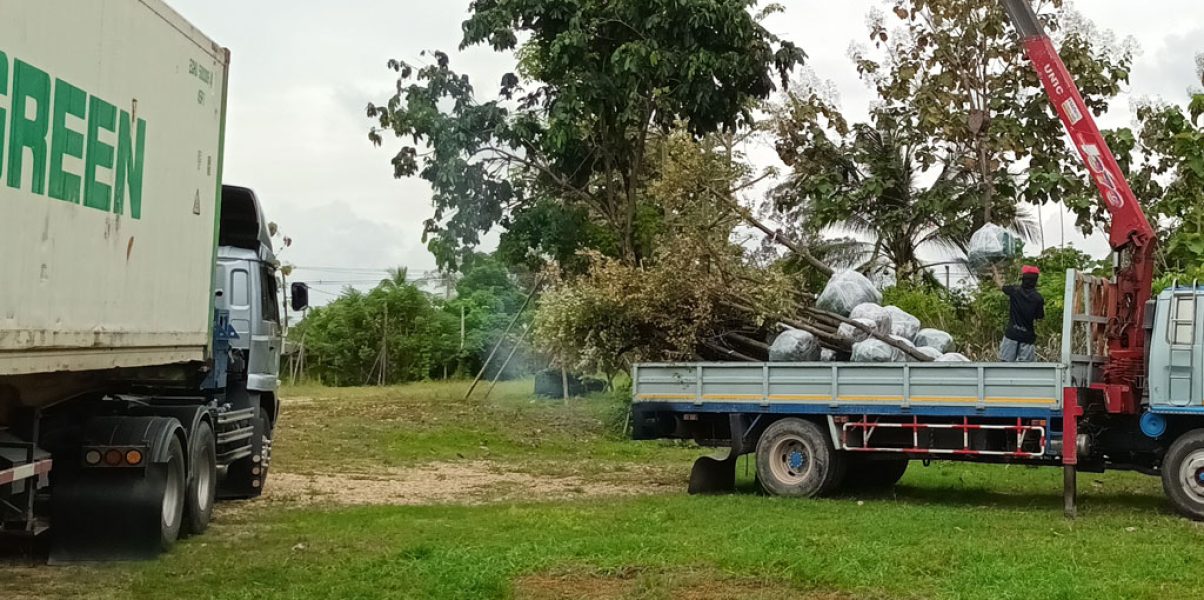 Thailand Tree Nursery : Ornamental landscaping tree designs